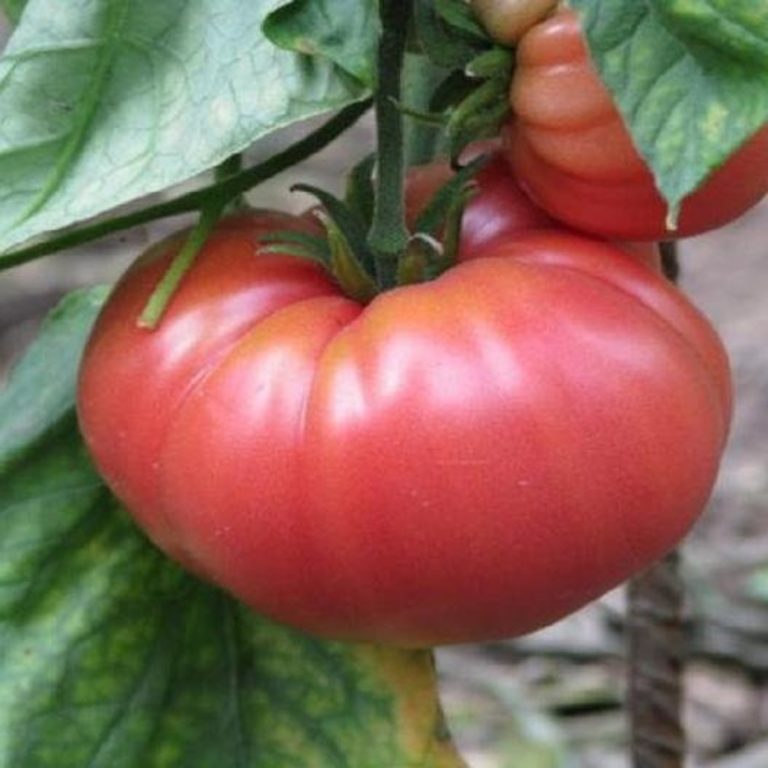 German Johnson Tomato Seeds | Heirloom | Tim's Tomatoes