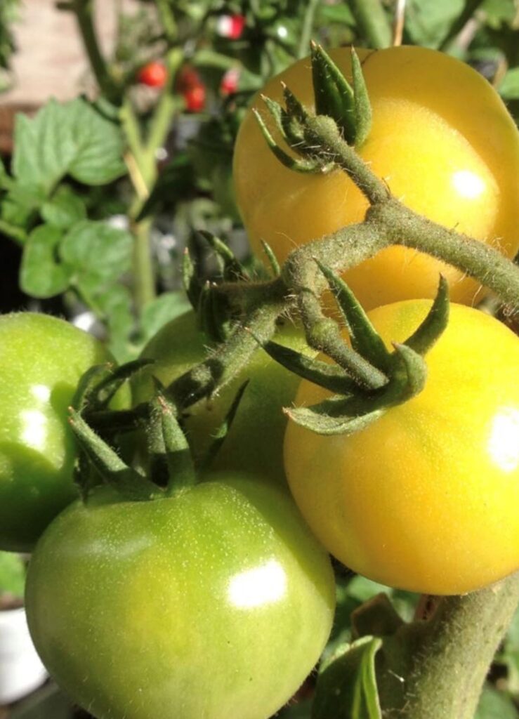 Super Snow White Tomato Seeds - Tim's Tomatoes