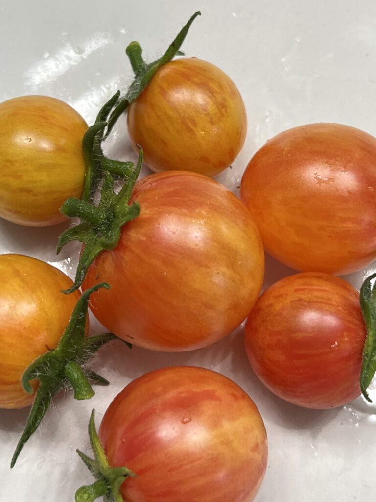 Tropical Sunset Tomato Seeds | Tim's Tomatoes