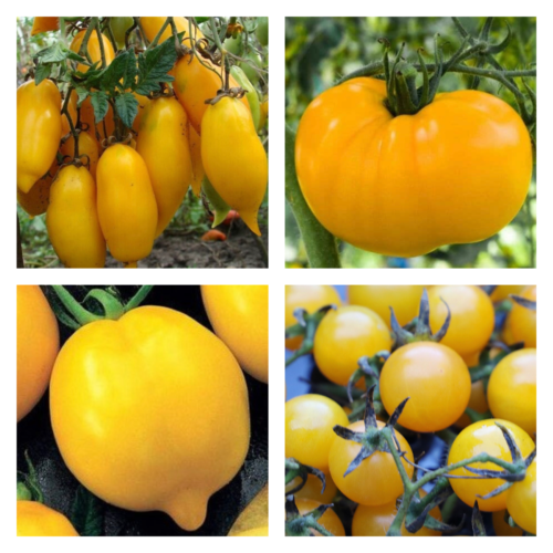 Tim's Tomatoes