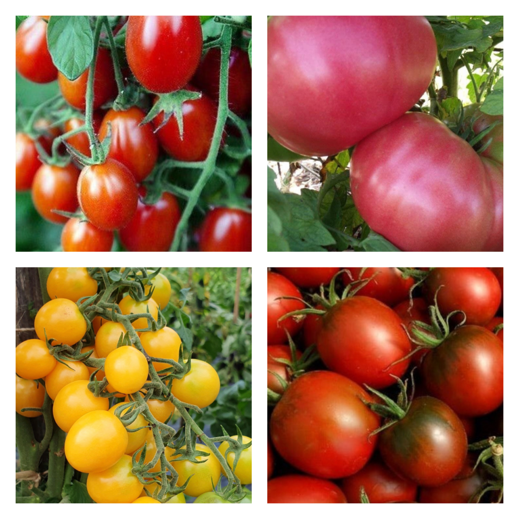 Short Season Tomato Mix | Seeds - Tim's Tomatoes