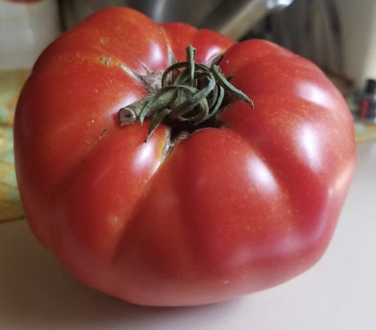 Box Car Willie Tomato Seeds | Heirloom - Tim's Tomatoes